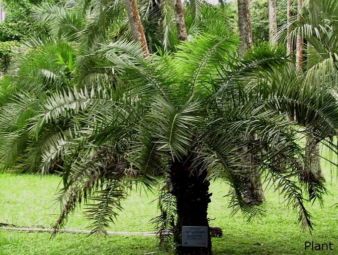 Phoenix pusilla - Palmpedia - Palm Grower's Guide