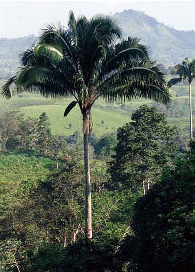 Attalea colenda - Palmpedia - Palm Grower's Guide
