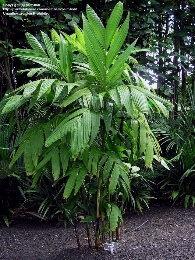Pinanga gracilis - Palmpedia - Palm Grower's Guide