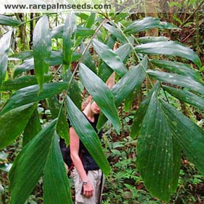 Balaka longirostris - Palmpedia - Palm Grower's Guide