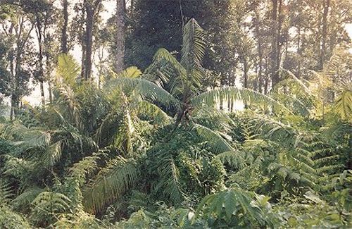 Daemonorops jenkinsiana - Palmpedia - Palm Grower's Guide