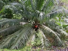 Phytelephas macrocarpa - Palmpedia - Palm Grower's Guide