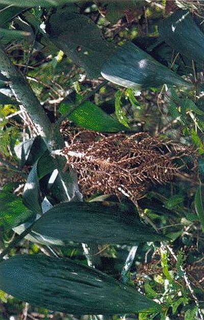 Calamus vattayila - Palmpedia - Palm Grower's Guide