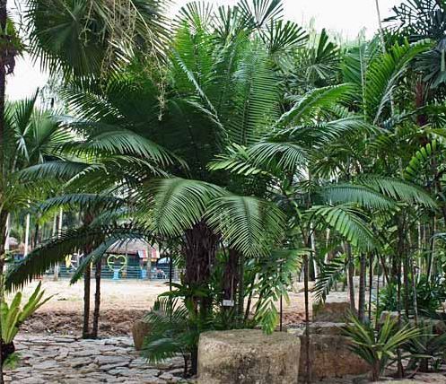 Phytelephas seemannii - Palmpedia - Palm Grower's Guide