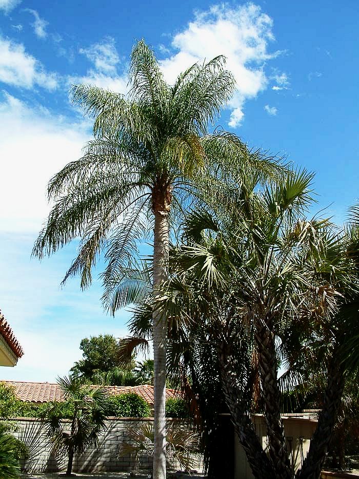Acrocomia totai - Palmpedia - Palm Grower's Guide