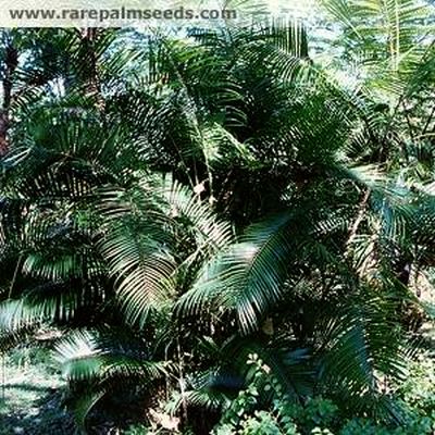 Calamus erectus - Palmpedia - Palm Grower's Guide