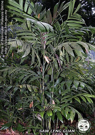 Pinanga singaporensis - Palmpedia - Palm Grower's Guide