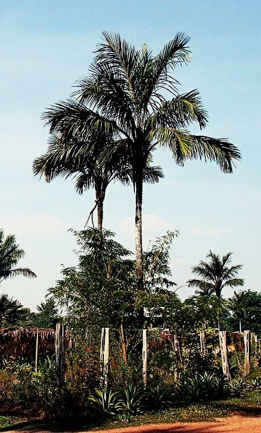 Astrocaryum aculeatum - Palmpedia - Palm Grower's Guide