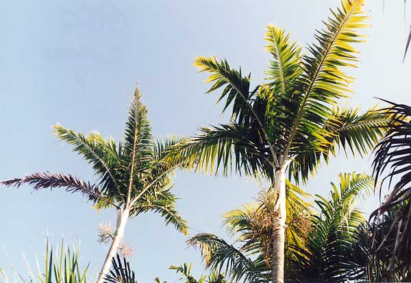Gaussia maya - Palmpedia - Palm Grower's Guide