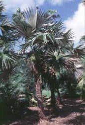 Coccothrinax proctorii - Palmpedia - Palm Grower's Guide