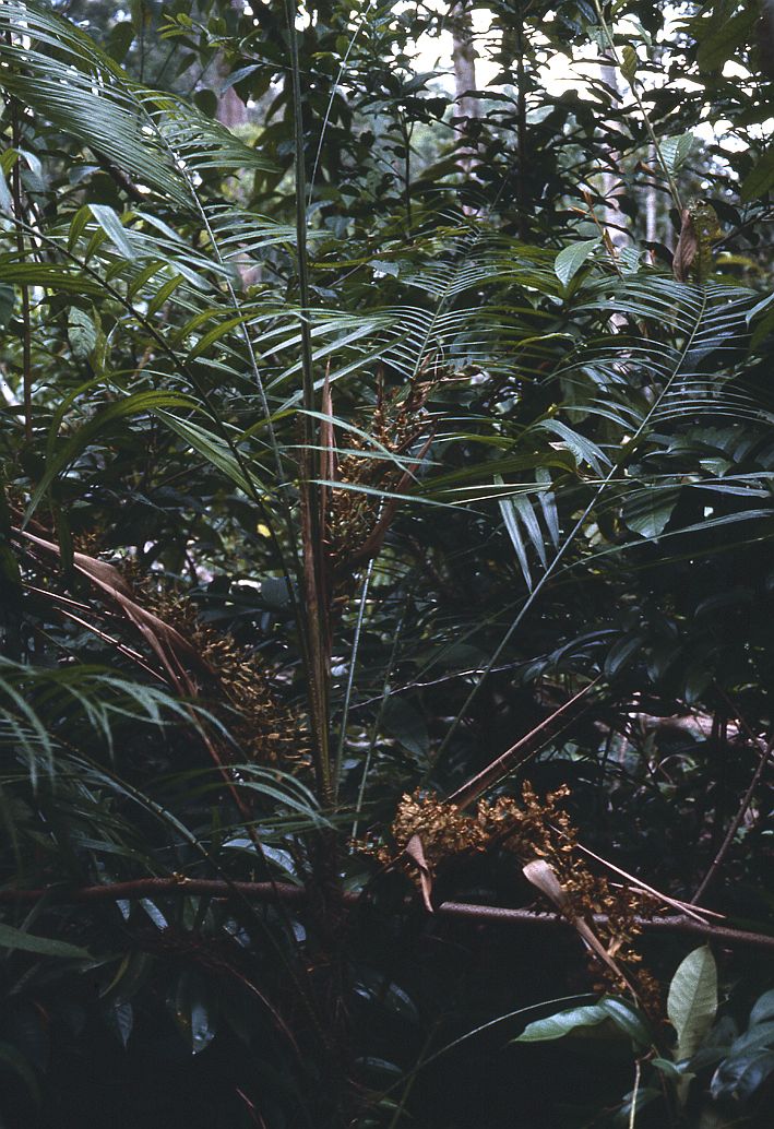 Daemonorops atra - Palmpedia - Palm Grower's Guide