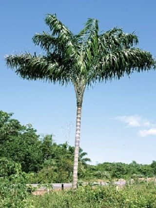 Oenocarpus bataua - Palmpedia - Palm Grower's Guide