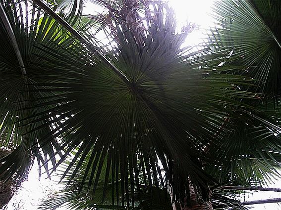 Tahina spectabilis - Palmpedia - Palm Grower's Guide