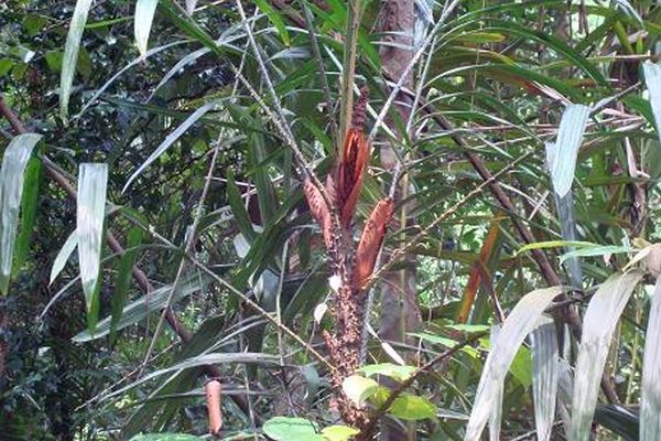 Daemonorops didymophylla - Palmpedia - Palm Grower's Guide