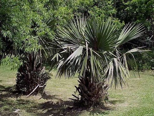 Sabal minor - Palmpedia - Palm Grower's Guide