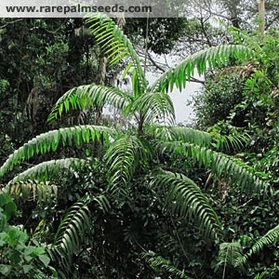 Calamus scipionum - Palmpedia - Palm Grower's Guide