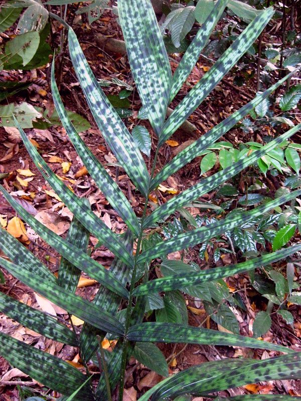 Pinanga watanaiana - Palmpedia - Palm Grower's Guide