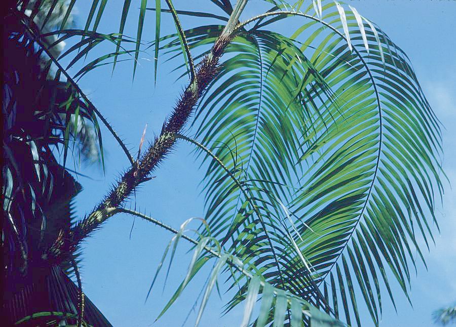 Calamus siphonospathus - Palmpedia - Palm Grower's Guide