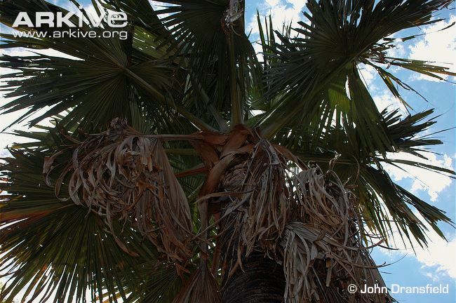 Tahina spectabilis - Palmpedia - Palm Grower's Guide