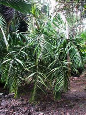 Dypsis rivularis - Palmpedia - Palm Grower's Guide
