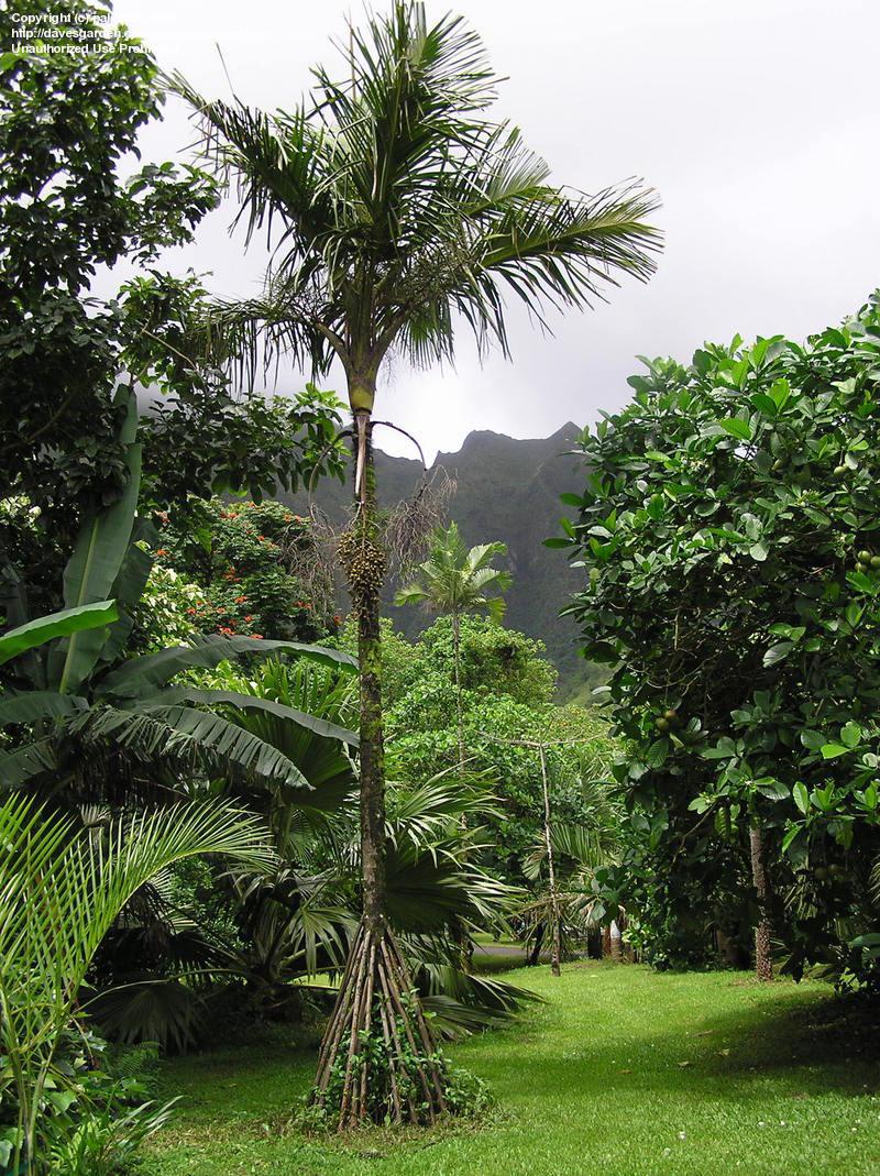 File:E5522d.jpg - Palmpedia - Palm Grower's Guide