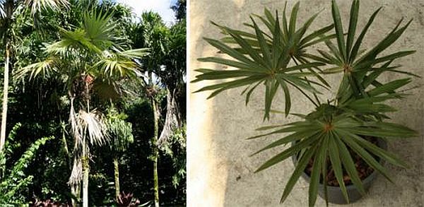 Coccothrinax argentea - Palmpedia - Palm Grower's Guide