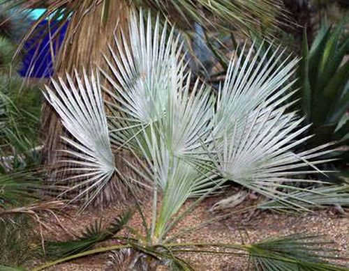 Brahea decumbens - Palmpedia - Palm Grower's Guide