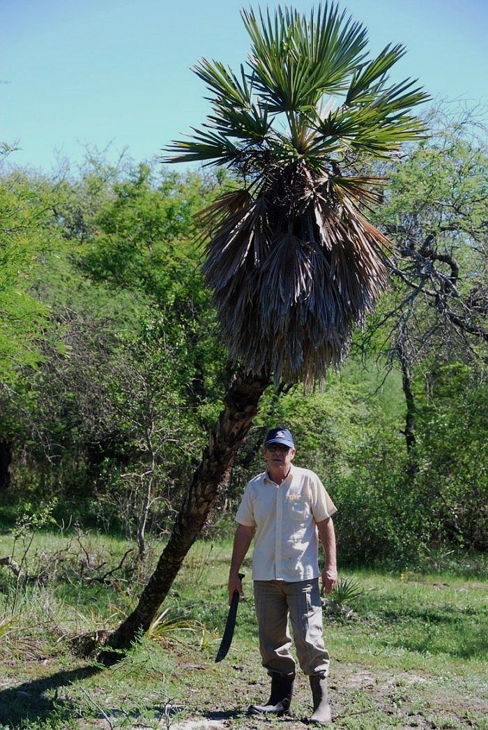 Trithrinax campestris - Palmpedia - Palm Grower's Guide