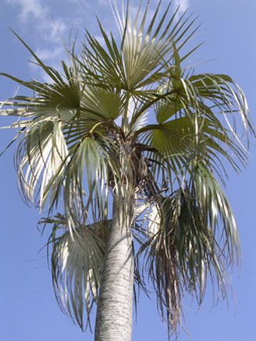 Coccothrinax proctorii - Palmpedia - Palm Grower's Guide