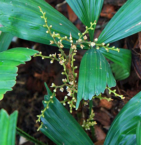 Licuala triphylla - Palmpedia - Palm Grower's Guide