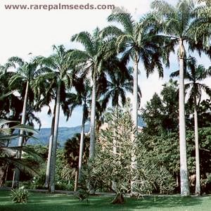 Roystonea oleracea - Palmpedia - Palm Grower's Guide