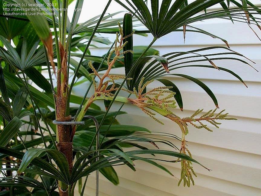Rhapis multifida - Palmpedia - Palm Grower's Guide
