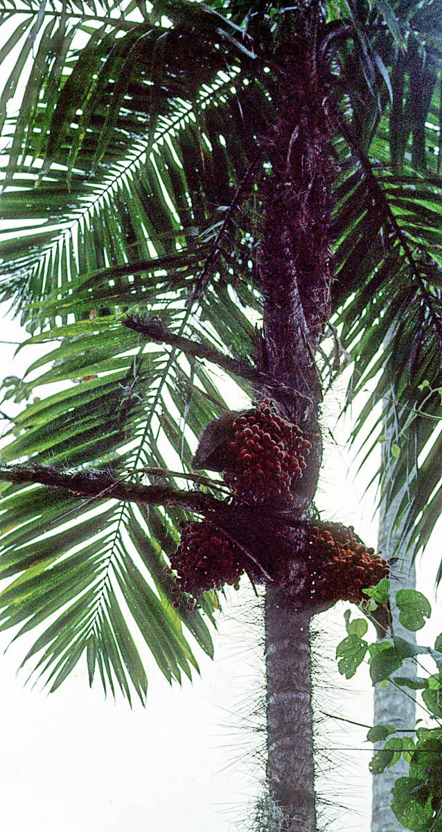 Bactris setulosa - Palmpedia - Palm Grower's Guide