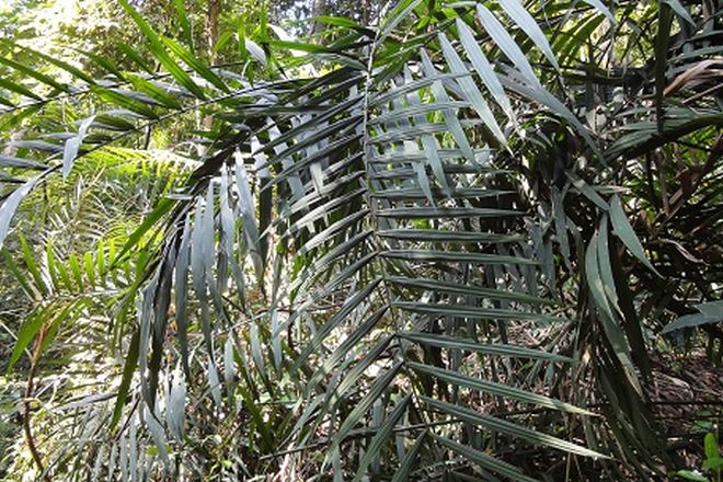 Daemonorops grandis - Palmpedia - Palm Grower's Guide