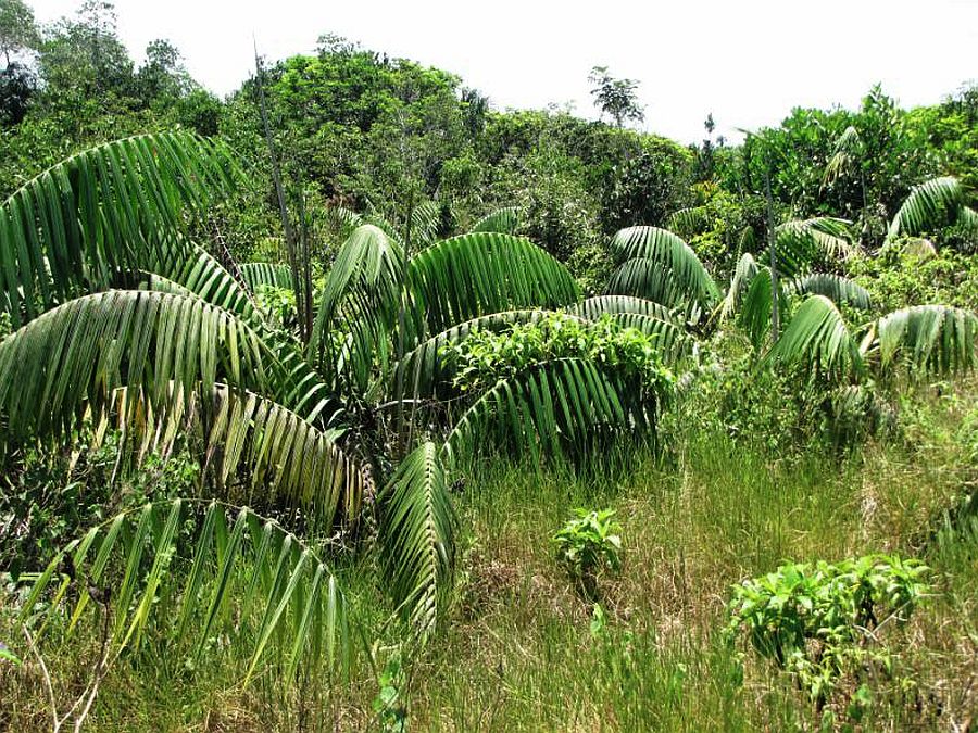 Barcella odora - Palmpedia - Palm Grower's Guide