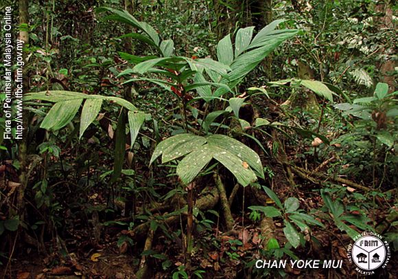 Pinanga scortechinii - Palmpedia - Palm Grower's Guide