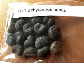 Trachycarpus nanus - Palmpedia - Palm Grower's Guide