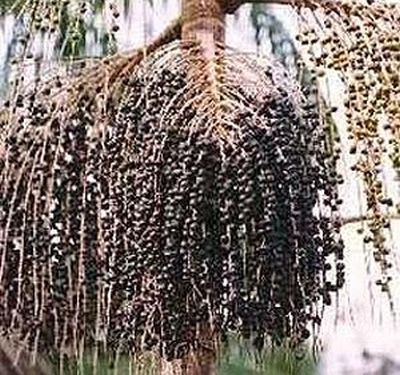 Oleracea var. 'Para' Dwarf' - Palmpedia - Palm Grower's Guide