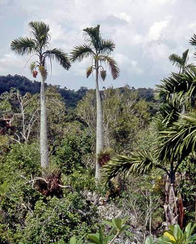 Gaussia spirituana - Palmpedia - Palm Grower's Guide