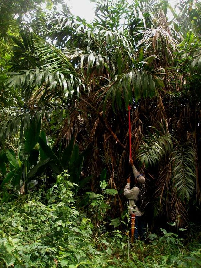 Bactris brongniartii - Palmpedia - Palm Grower's Guide