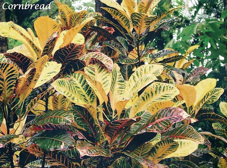 CORNBREAD - Palmpedia - Palm Grower's Guide