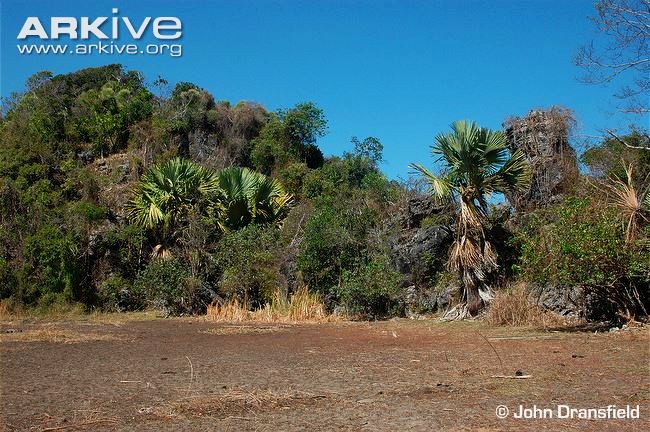 Tahina spectabilis - Palmpedia - Palm Grower's Guide