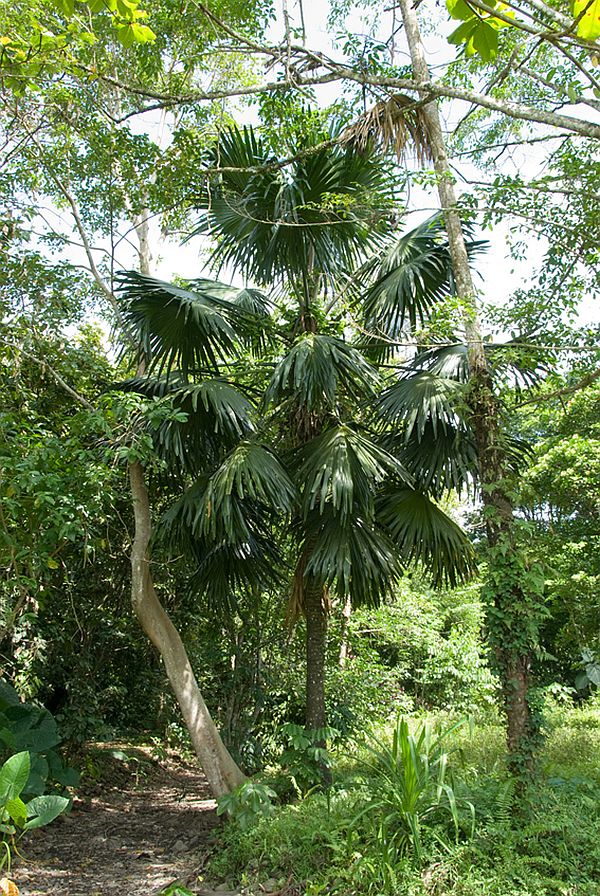 Borassus heineanus - Palmpedia - Palm Grower's Guide