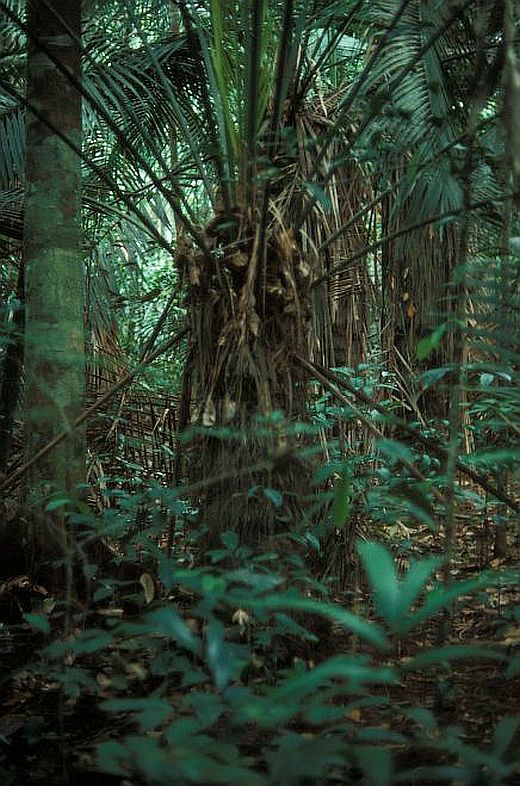 Leopoldinia piassaba - Palmpedia - Palm Grower's Guide