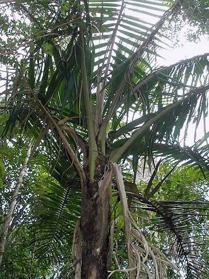 Ravenea julietiae - Palmpedia - Palm Grower's Guide