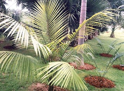 Ravenea moorei - Palmpedia - Palm Grower's Guide