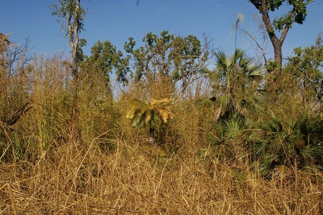 Livistona humilis - Palmpedia - Palm Grower's Guide