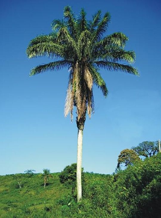 Attalea dubia - Palmpedia - Palm Grower's Guide