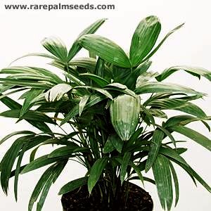 Rhapis subtilis - Palmpedia - Palm Grower's Guide