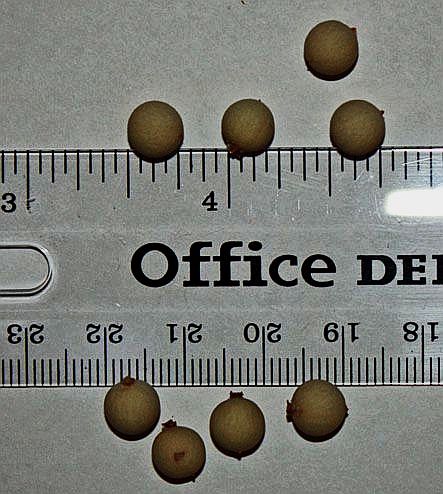 File:Thrinax radiata seed.jpg - Palmpedia - Palm Grower's Guide